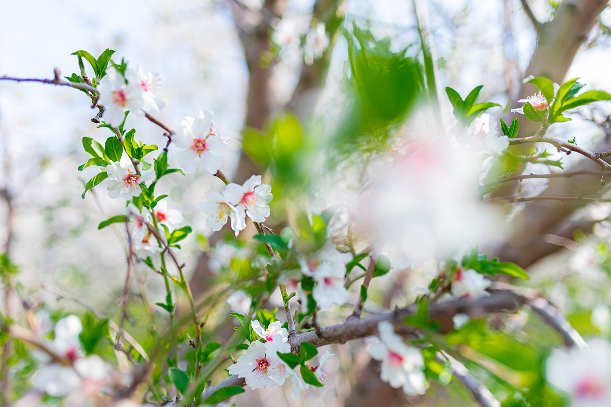 Ibiza in spring | 10 reasons to love it! - Ibiza Villas 2000